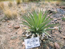 Forests and Rangelands Success Story