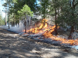 Forests and Rangelands Success Story